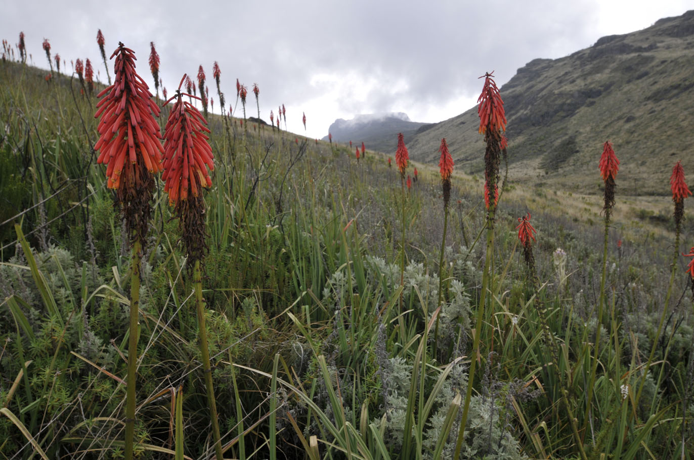 The Forest and Other Flora