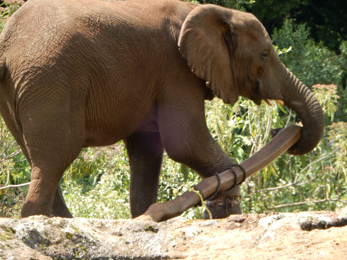 Mount Elgon Elephant Project